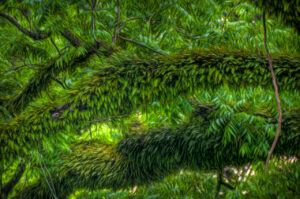 Evergreen, Alabama Photographs - William Horton Photography